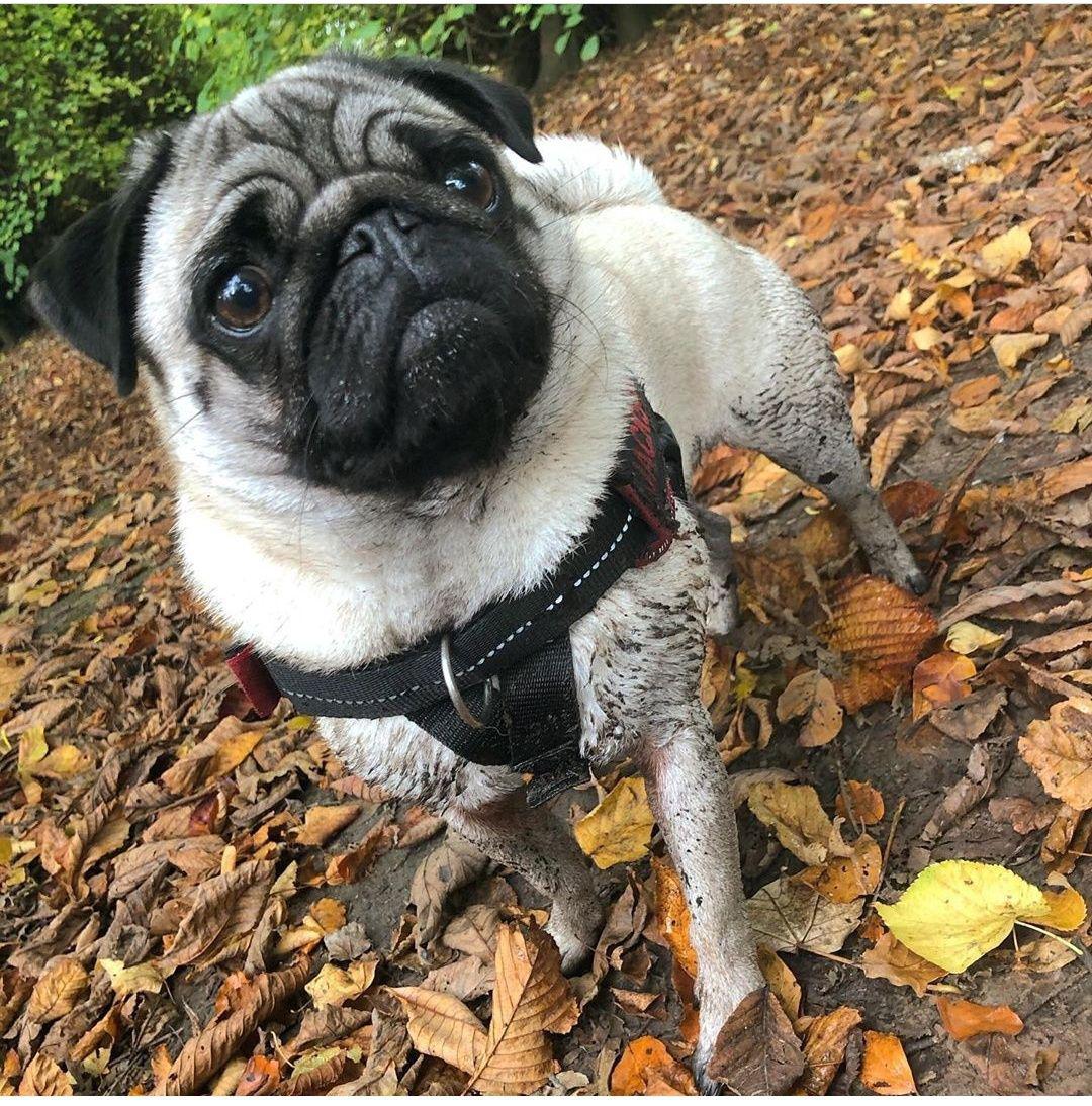 15 Pictures of Pugs To Give You an Extra Boost Of Serotonin | PetPress