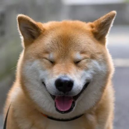14 Amazing Pictures Of Smiling Shiba Inu - PetPress