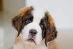 14 Big Facts About St. Bernards | PetPress