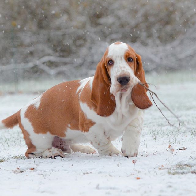 14 Surprising Facts About Basset Hounds - PetPress