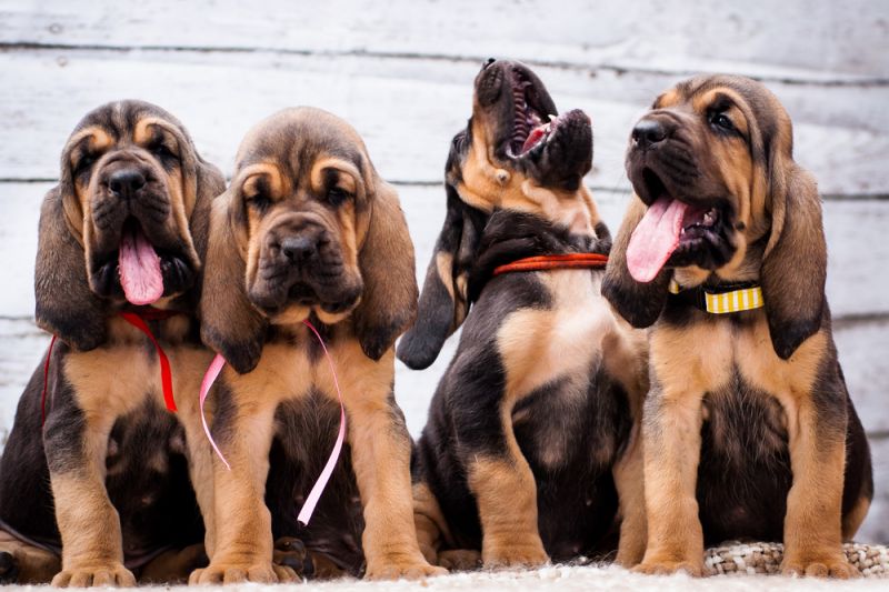 14 Facts About Bloodhounds You Probably Didn't Know | Page 2 of 3 ...