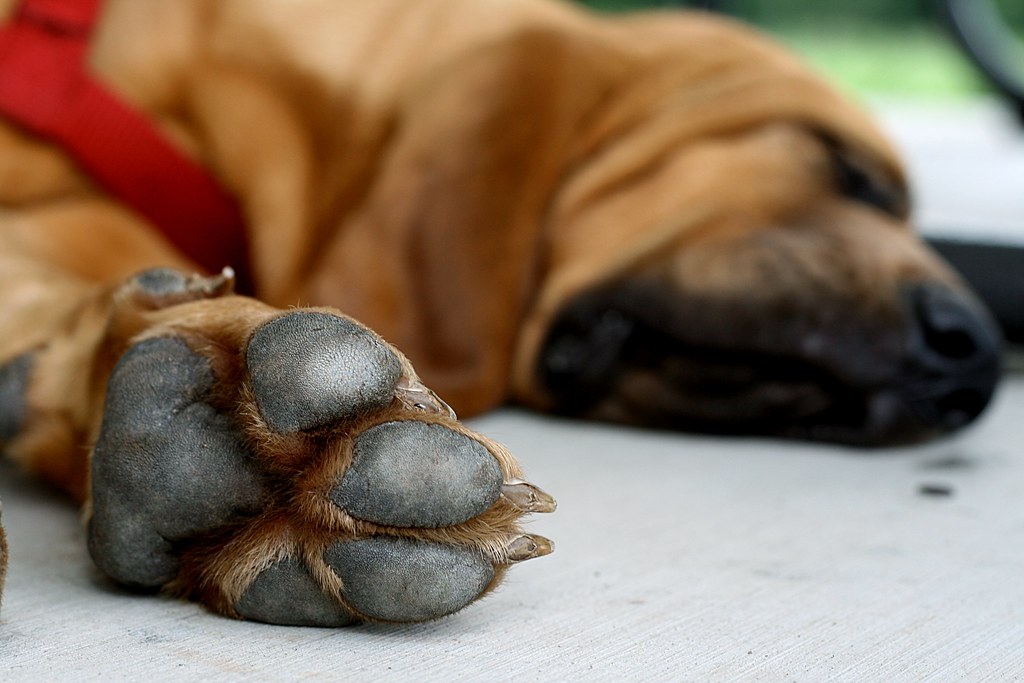 14 Facts About Bloodhounds You Probably Didn't Know | PetPress