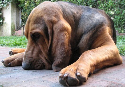 14 Facts About Bloodhounds You Probably Didn't Know - PetPress