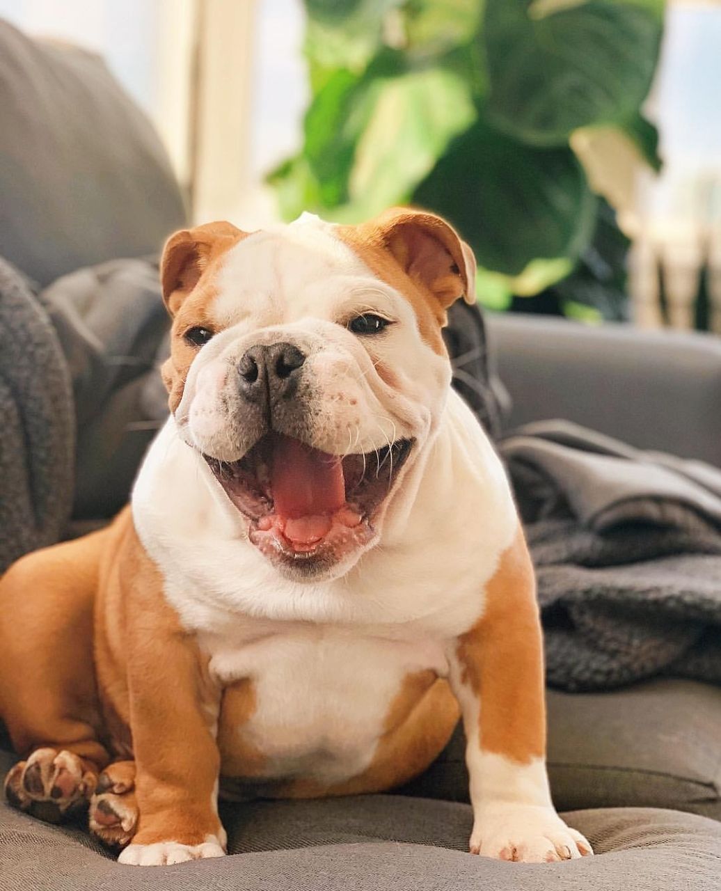 14 Pictures Proving That English Bulldogs are the Funniest Dogs | PetPress