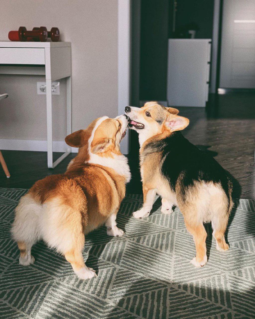 7 Interesting Facts About Corgis That You Did Not Know | Page 2 of 3 ...