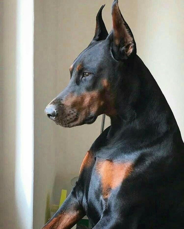 15 Cool Facts You Didn’t Know About the Doberman | PetPress