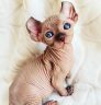 14 Photos Proving That Sphynx Cats Are Very Cute | PetPress