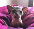 14 Photos Proving That Sphynx Cats Are Very Cute | PetPress