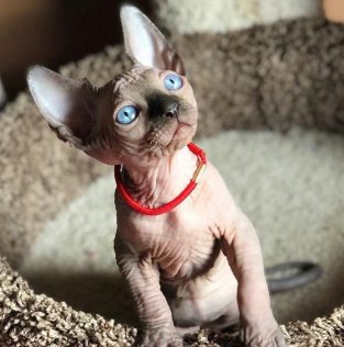 14 Photos Proving That Sphynx Cats Are Very Cute | Page 2 of 3 | PetPress