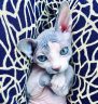 14 Photos Proving That Sphynx Cats Are Very Cute | PetPress