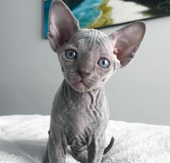 14 Photos Proving That Sphynx Cats Are Very Cute | Page 3 of 3 | PetPress