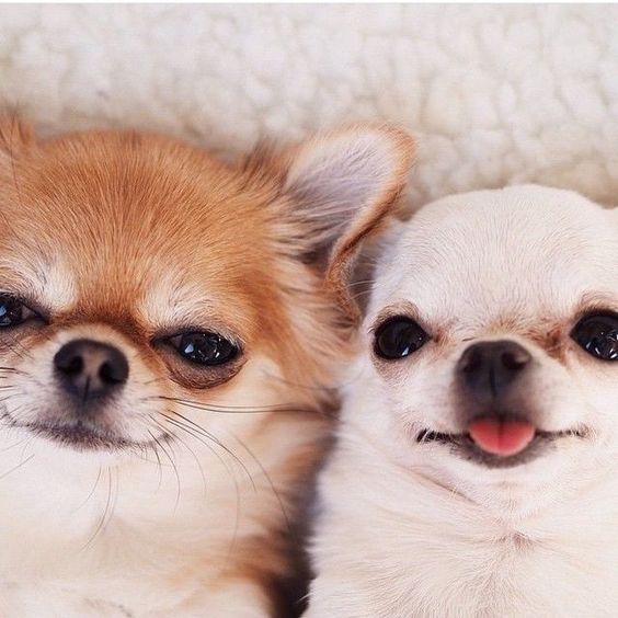Top 14 Reasons Why Chihuahuas Are Better Than Girlfriends | PetPress