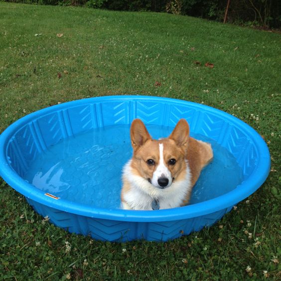 14 Funny Corgi Pictures Floating In The Pool | Page 2 of 4 | PetPress