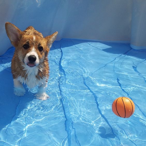 14 Funny Corgi Pictures Floating In The Pool | Page 2 of 4 | PetPress