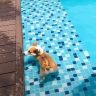 14 Funny Corgi Pictures Floating In The Pool | PetPress