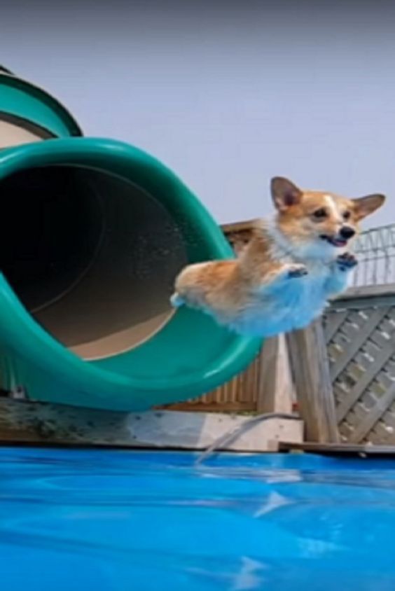 14 Funny Corgi Pictures Floating In The Pool | PetPress