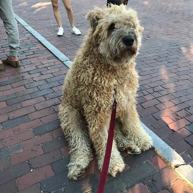 14 Things You Didn’t Know About the Bouvier Des Flandres | PetPress