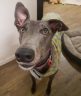14 Photos Of Greyhounds To Brighten Your Day | PetPress