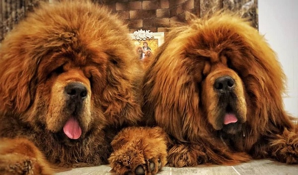 15 Huge And Good Tibetan Mastiffs That Only Look Fierce