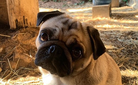 14 True Facts About Pugs - PetPress
