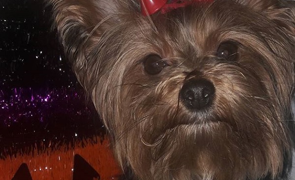 14 Cool Facts You Didn’t Know About the Yorkshire Terrier - PetPress