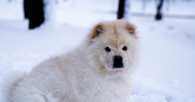 15 Things Only Chow Chow Owners Will Understand - PetPress