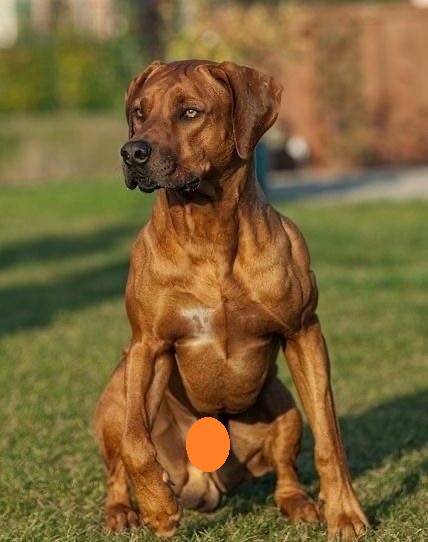 14 Things You Didn’t Know About the Rhodesian Ridgeback - Page 3 of 3 ...