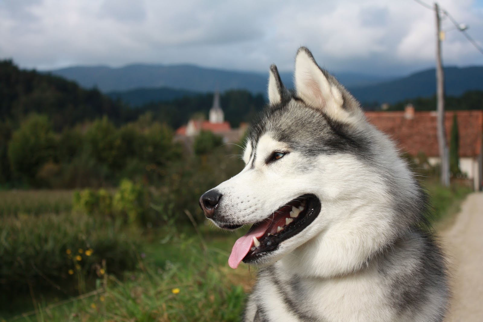 15 Unknown Facts About The Siberian Husky | PetPress