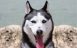 15 Unknown Facts About The Siberian Husky | PetPress