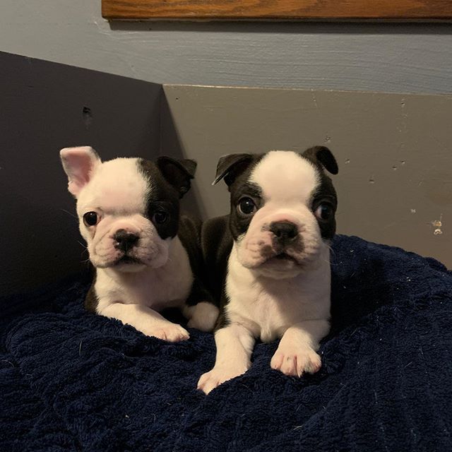 14 Cool Facts About the Boston Terrier - PetPress