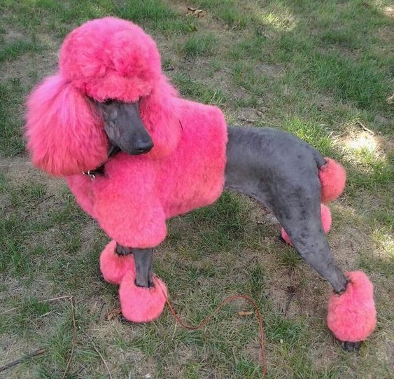 15 Cute Poodles With Better Hairstyles Than You | Page 2 of 3 | PetPress