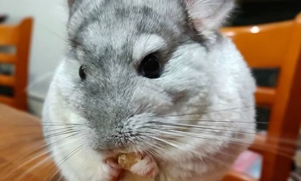 15 Chinchilla Nutrition Tips | PetPress