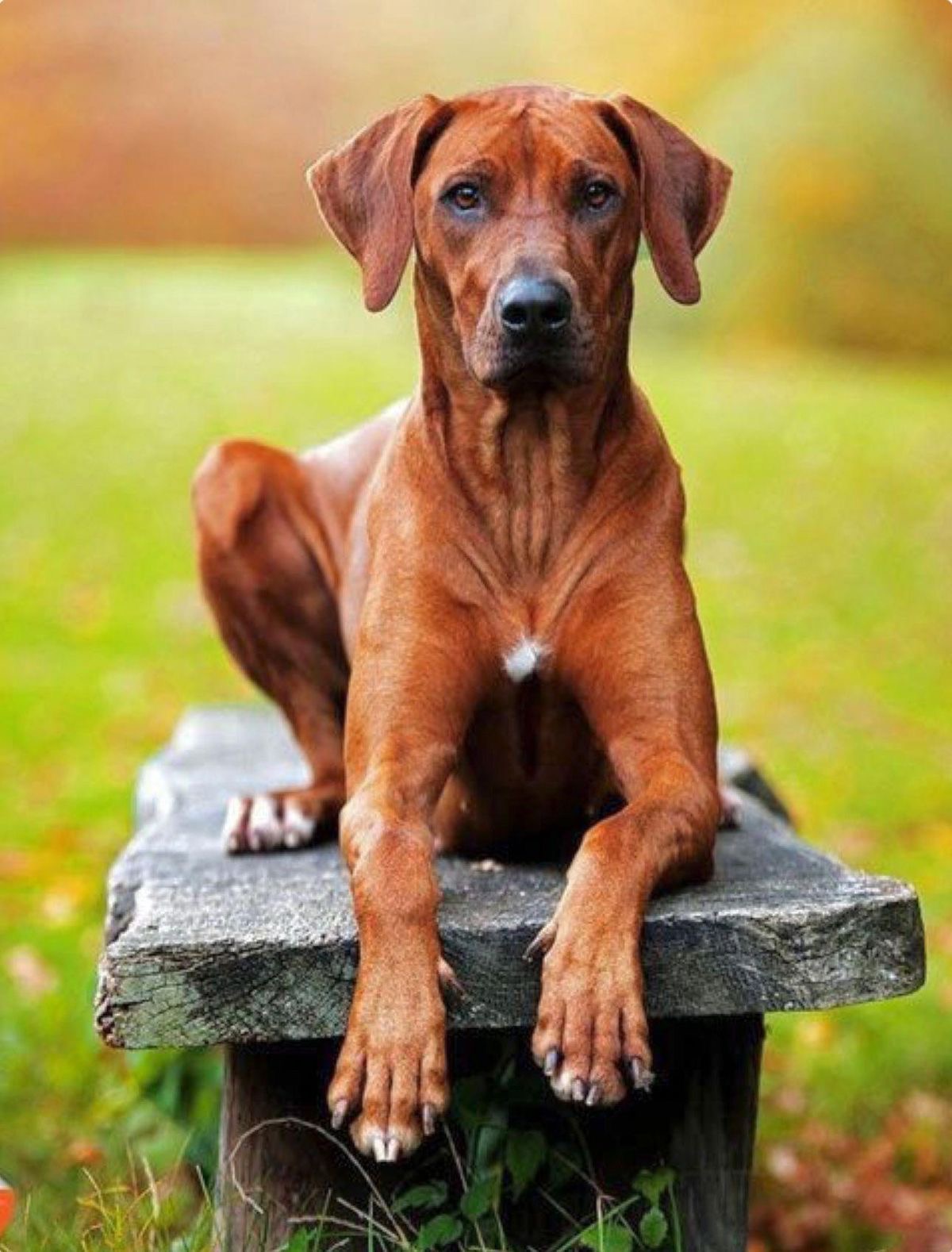 14 Things You Didn’t Know About the Rhodesian Ridgeback | Page 2 of 3 ...