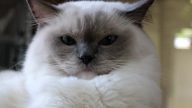 14 Tips For Choosing a Ragdoll Kitten | PetPress