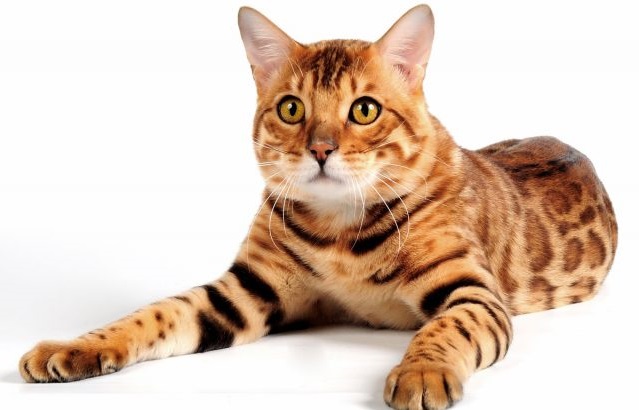 14 Interesting Facts About The Bengal Cat | PetPress