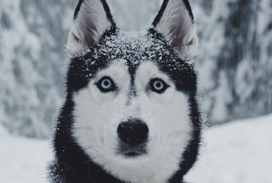 14 Photos Of Huskies And Eyes That You Will Never Forget - PetPress