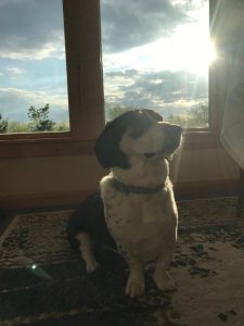 26 Corgi Mixes: Magical Mutts Who'll Steal Your Heart! | PetPress