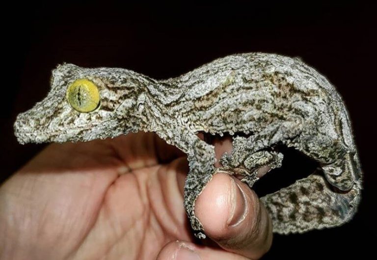 Gecko Names - Over 300 Inspiring Ideas For Naming Your Gecko - PetPress