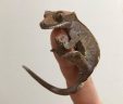 Gecko Names - Over 300 Inspiring Ideas For Naming Your Gecko - PetPress