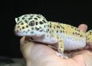 Gecko Names - Over 300 Inspiring Ideas For Naming Your Gecko - PetPress