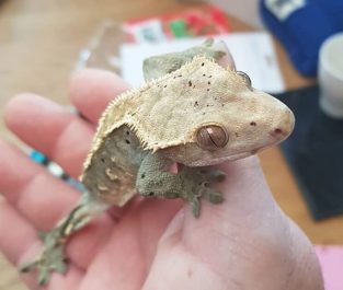 Gecko Names - Over 300 Inspiring Ideas For Naming Your Gecko - PetPress