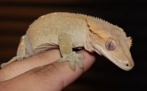 Gecko Names - Over 300 Inspiring Ideas For Naming Your Gecko - PetPress