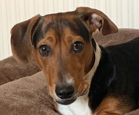 37 Ridiculously Cute Jack Russell Mixes You Have To See To Believe ...