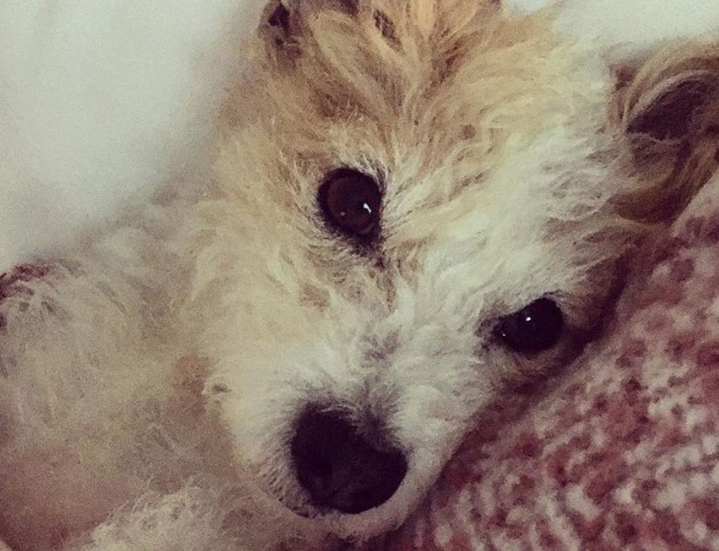 37 Ridiculously Cute Jack Russell Mixes You Have To See To Believe ...
