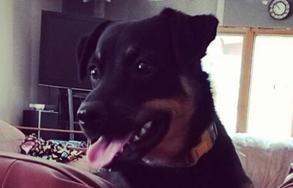 37 Ridiculously Cute Jack Russell Mixes You Have To See To Believe ...