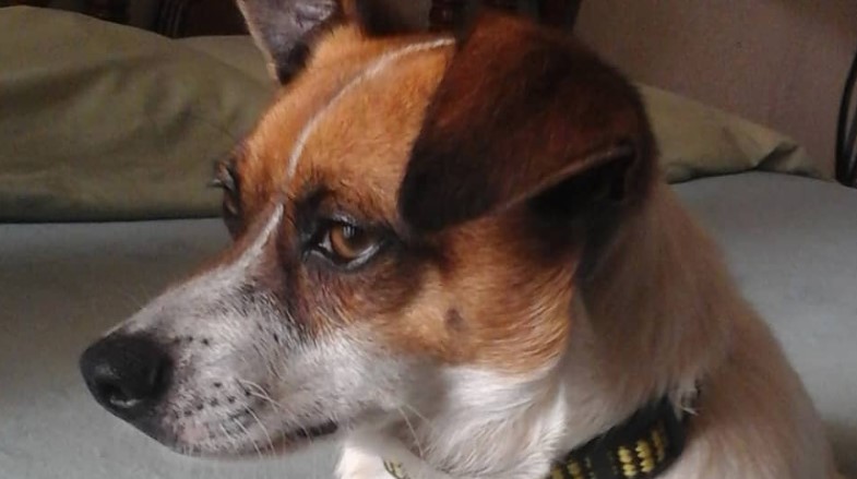 37 Ridiculously Cute Jack Russell Mixes You Have To See To Believe ...