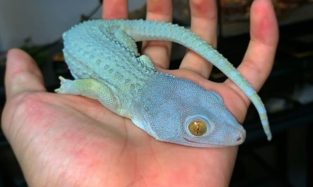 Lizard Names - Over 500 Inspiring Ideas For Naming Your Pet Lizard