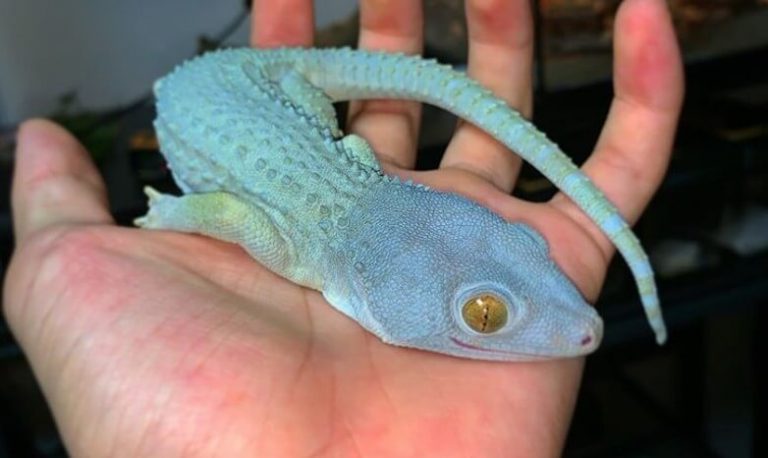 Lizard Names - Over 500 Inspiring Ideas For Naming Your Pet Lizard