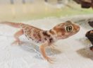 Lizard Names - Over 500 Inspiring Ideas For Naming Your Pet Lizard