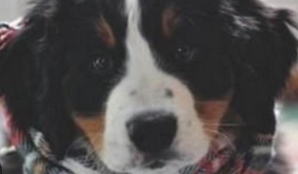 14 Funny Bernese Mountain Dog Memes That Will Fill You With Positive ...